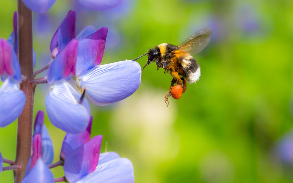 The Devastating Impacts of Pollinator Decline - Conservatives for ...