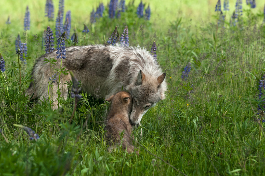 Help Stop the Slaughter of Wolves - Conservatives for Responsible ...
